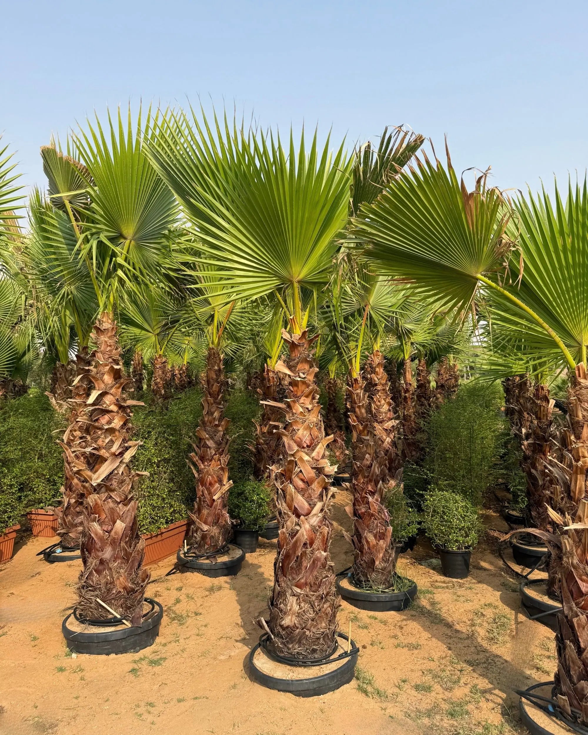 Egyptian Washingtonia Palm Tree | Washingtonia Robusta | Mexican Fan P ...